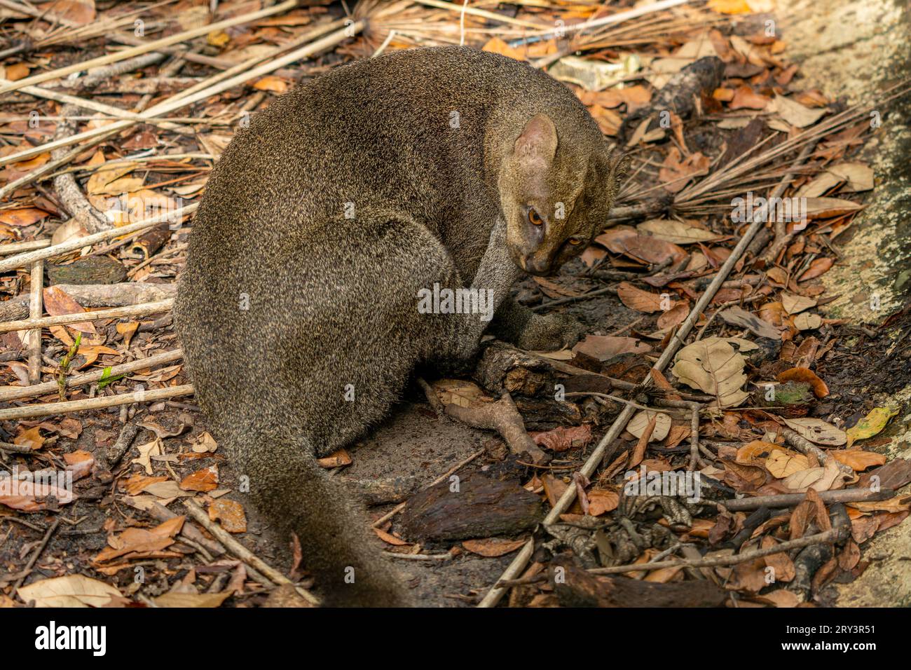 A Jaguarundi, Herpailurus yaguarondi, in the Belize Zoo Stock Photo - Alamy
