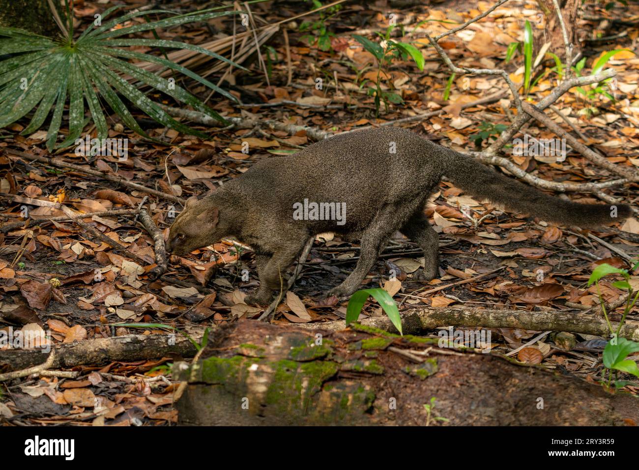 A Jaguarundi, Herpailurus yaguarondi, in the Belize Zoo Stock Photo - Alamy