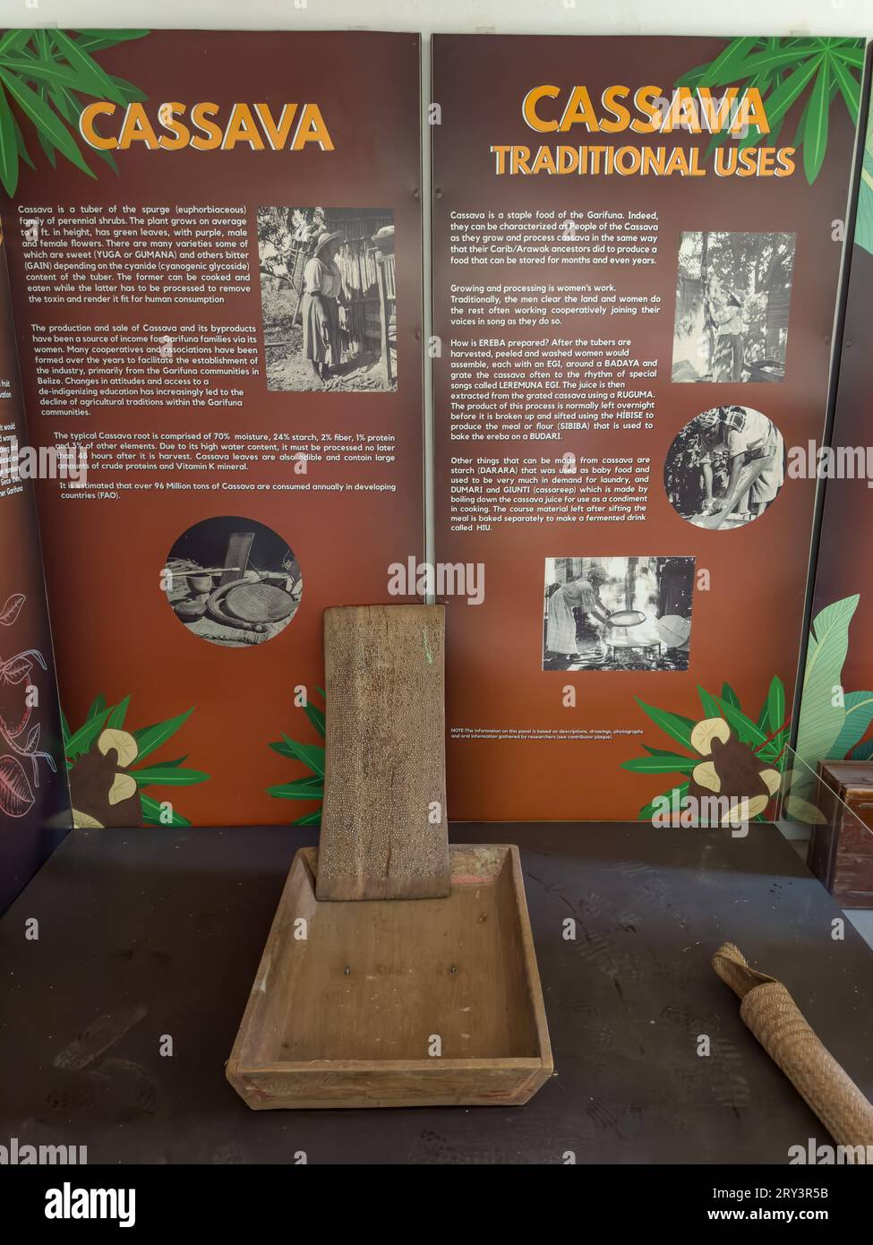 Display about cassava, a traditional staple food in Garifuna culture ...