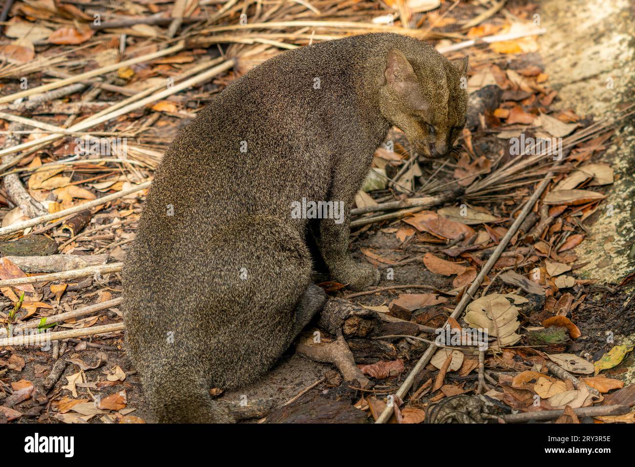 A Jaguarundi, Herpailurus yaguarondi, in the Belize Zoo Stock Photo - Alamy