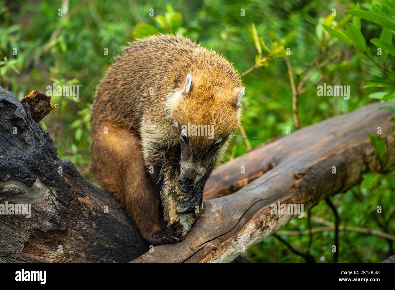 A White-nosed Coati, Nasua narica, in the Belize Zoo Stock Photo - Alamy