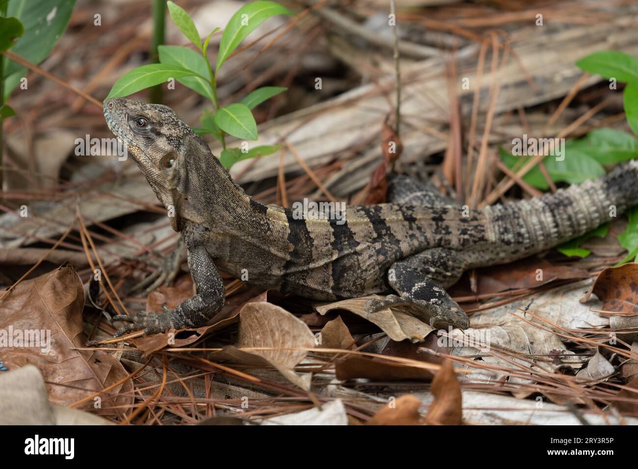 A female Black Spiny-Tailed Iguana, Ctenosaura similis, roaming free in ...