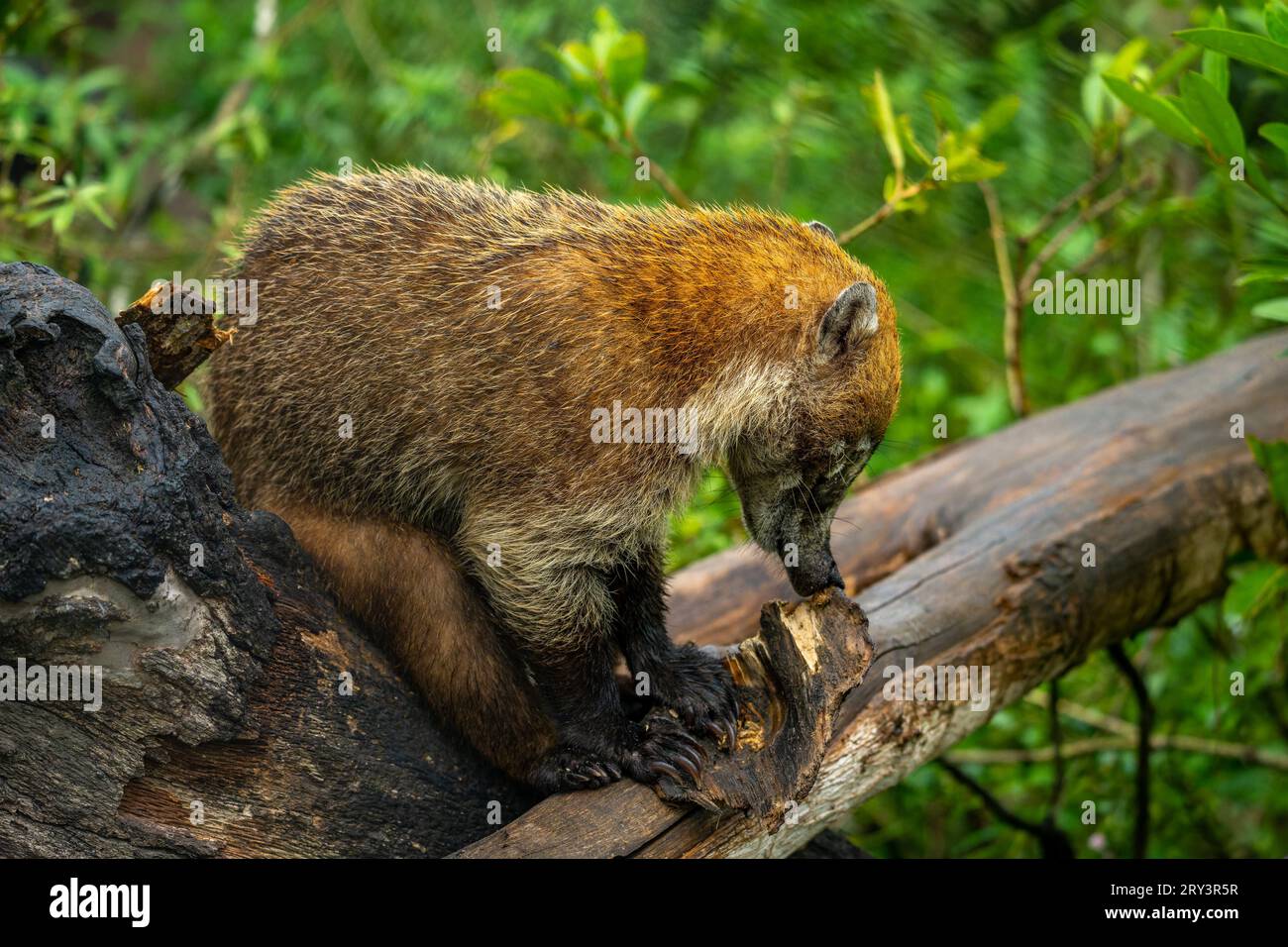 A White-nosed Coati, Nasua narica, in the Belize Zoo Stock Photo - Alamy