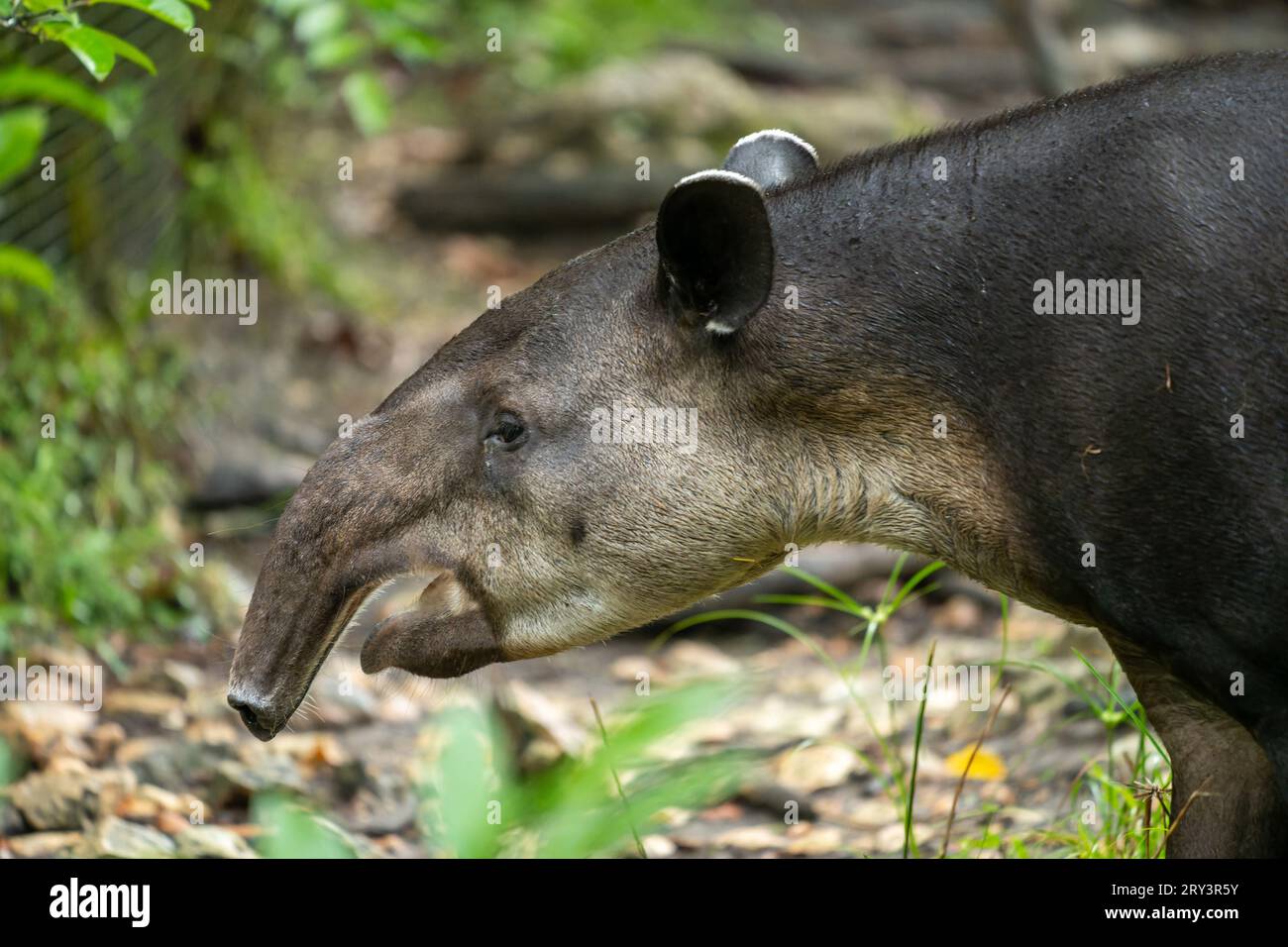 The endangered Baird's Tapir, Tapirus bairdii, in the Belize Zoo Stock ...