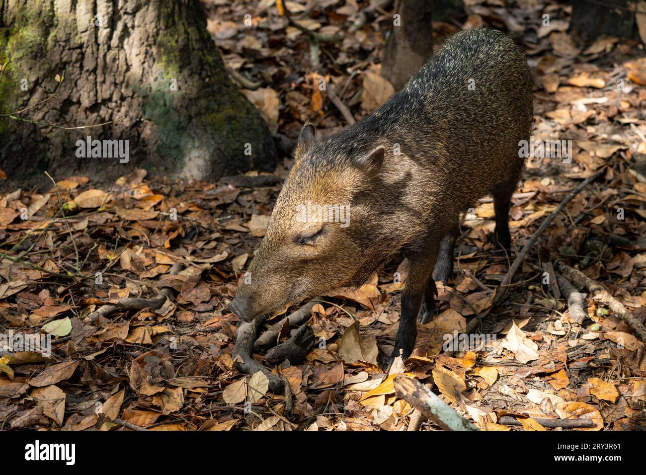 White-lipped Peccary, Tayassu pecari, in the Belize Zoo Stock Photo - Alamy