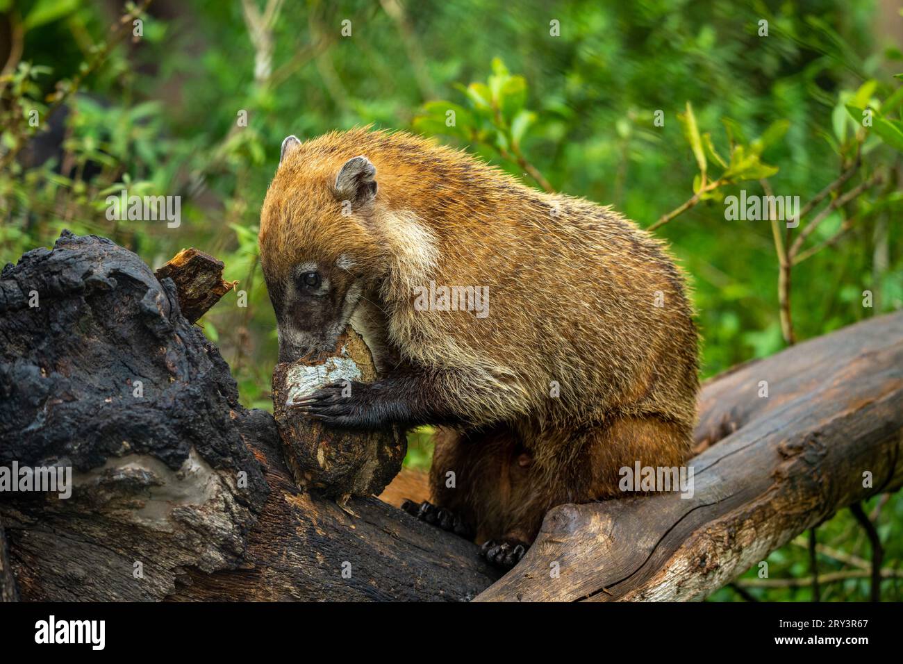 A White-nosed Coati, Nasua narica, in the Belize Zoo Stock Photo - Alamy