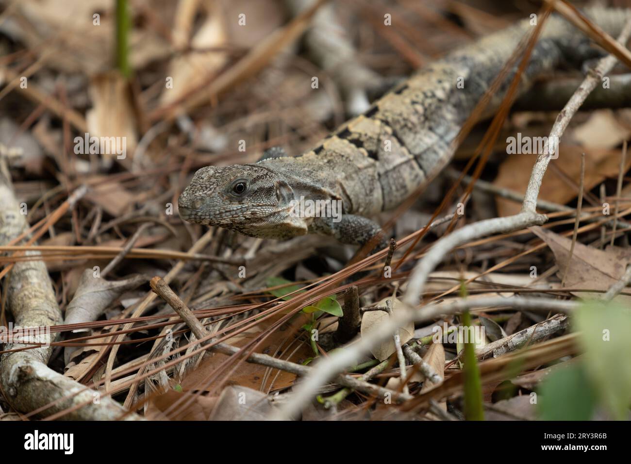 A female Black Spiny-Tailed Iguana, Ctenosaura similis, roaming free in ...