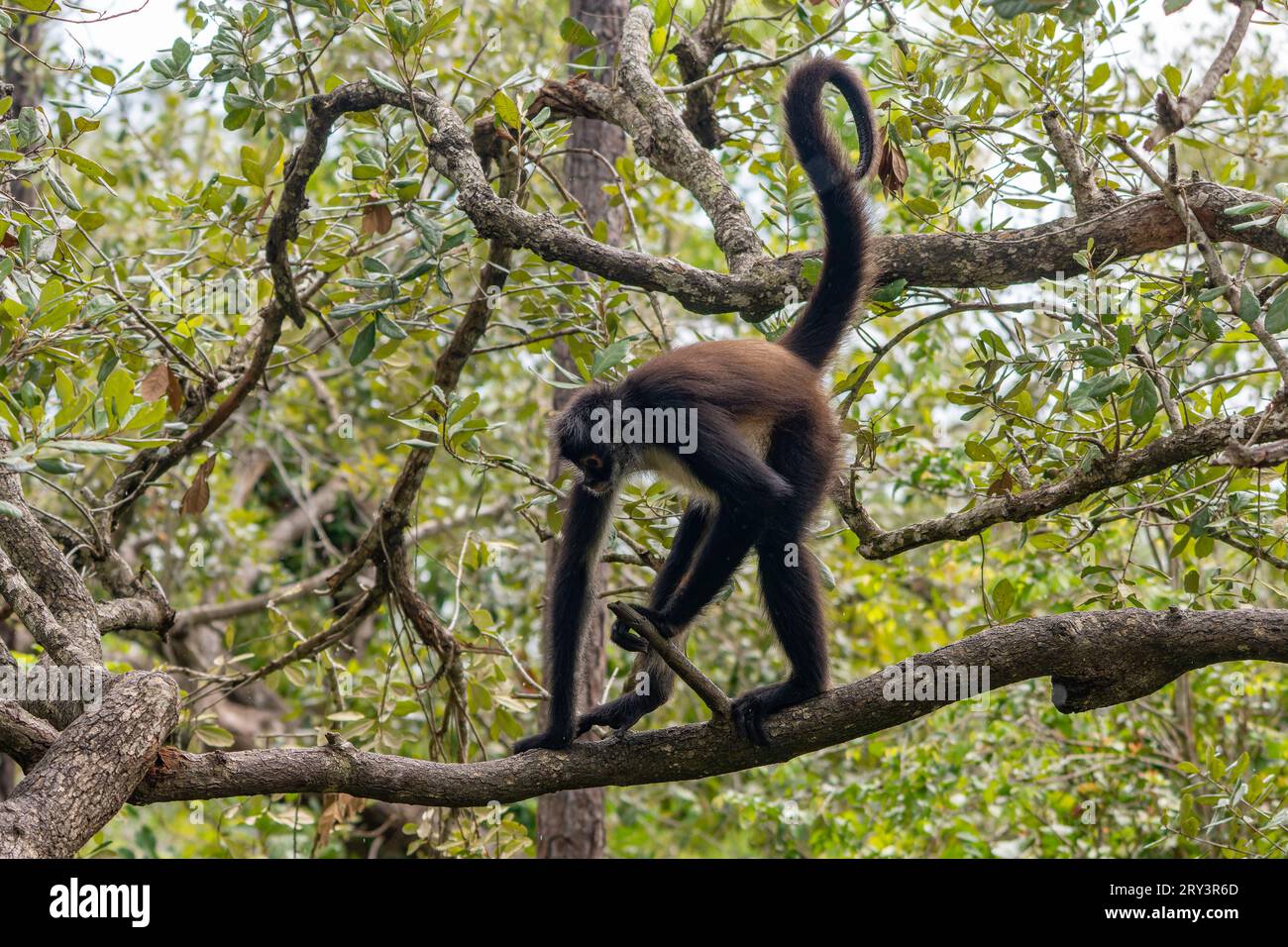 A Yucatan Spider Monkey or Mexican Spider Monkey, Ateles geoffroyi ...
