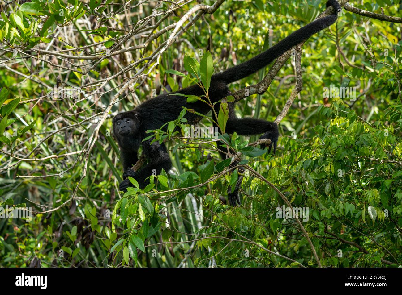 The endangered Yucatan Black Howler Monkey, Alouatta pigra, resting in ...