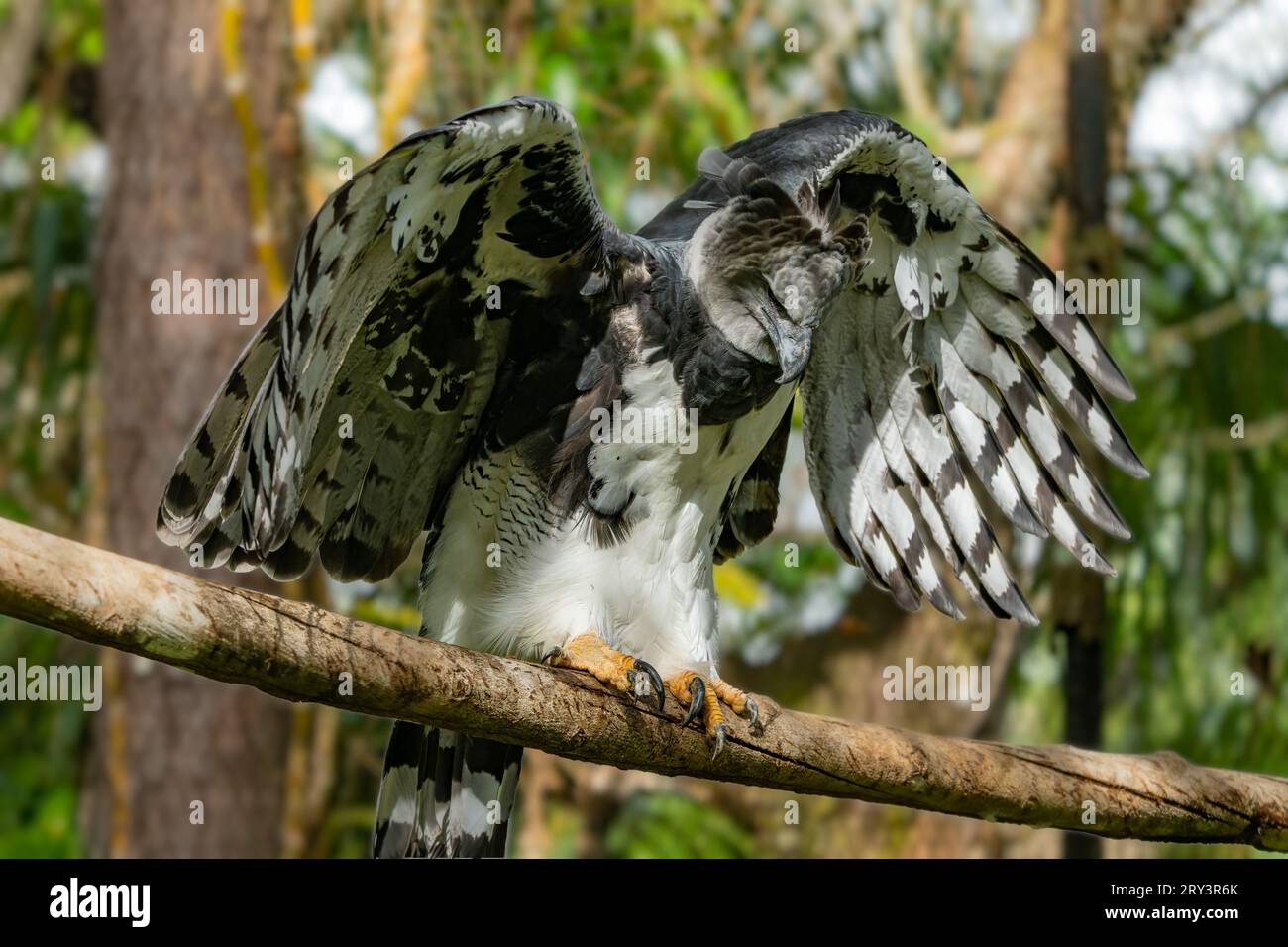 A Harpy Eagle, Harpia harpyja, in the Belize Zoo Stock Photo - Alamy