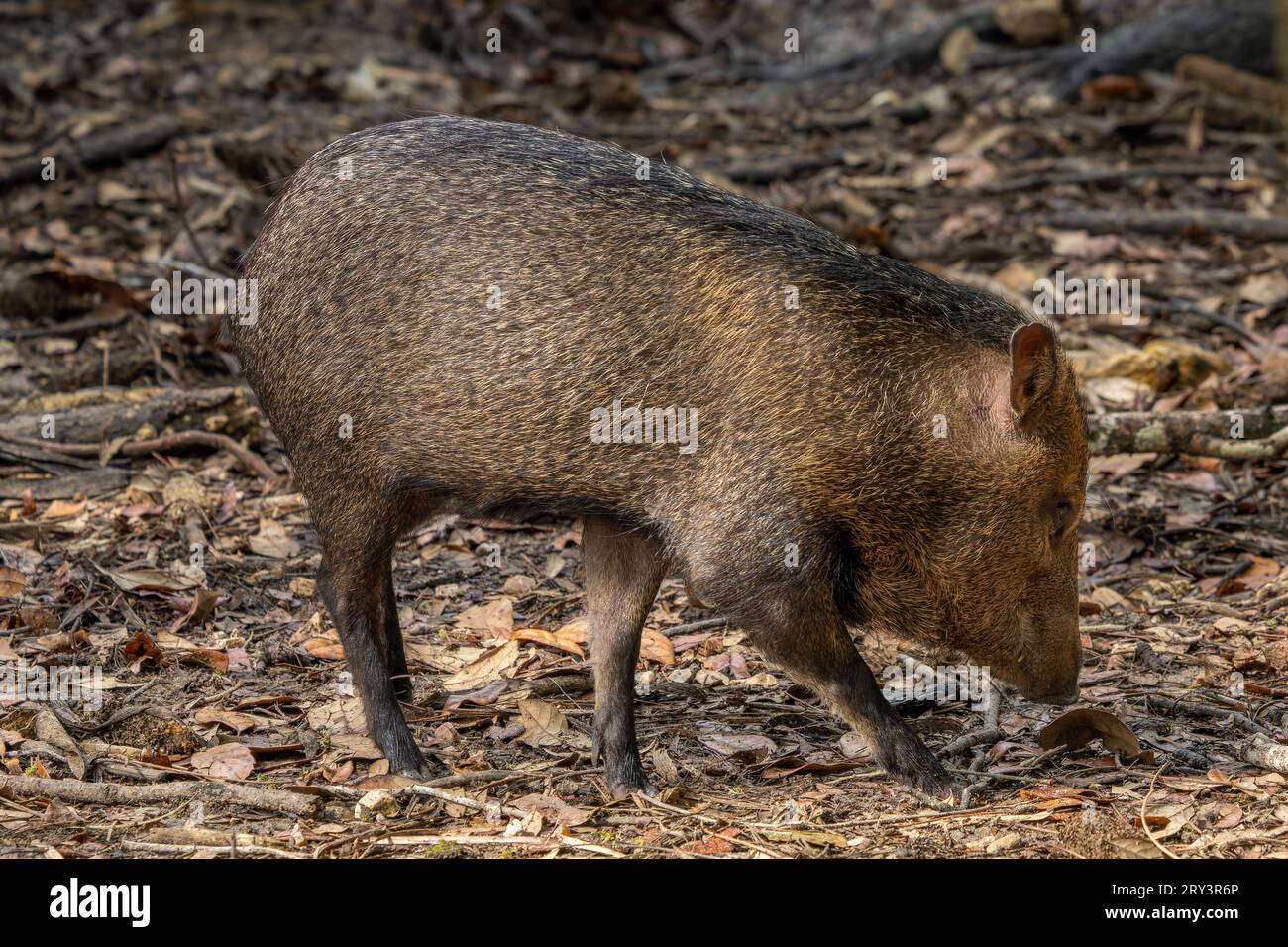 White-lipped Peccary, Tayassu pecari, in the Belize Zoo Stock Photo - Alamy