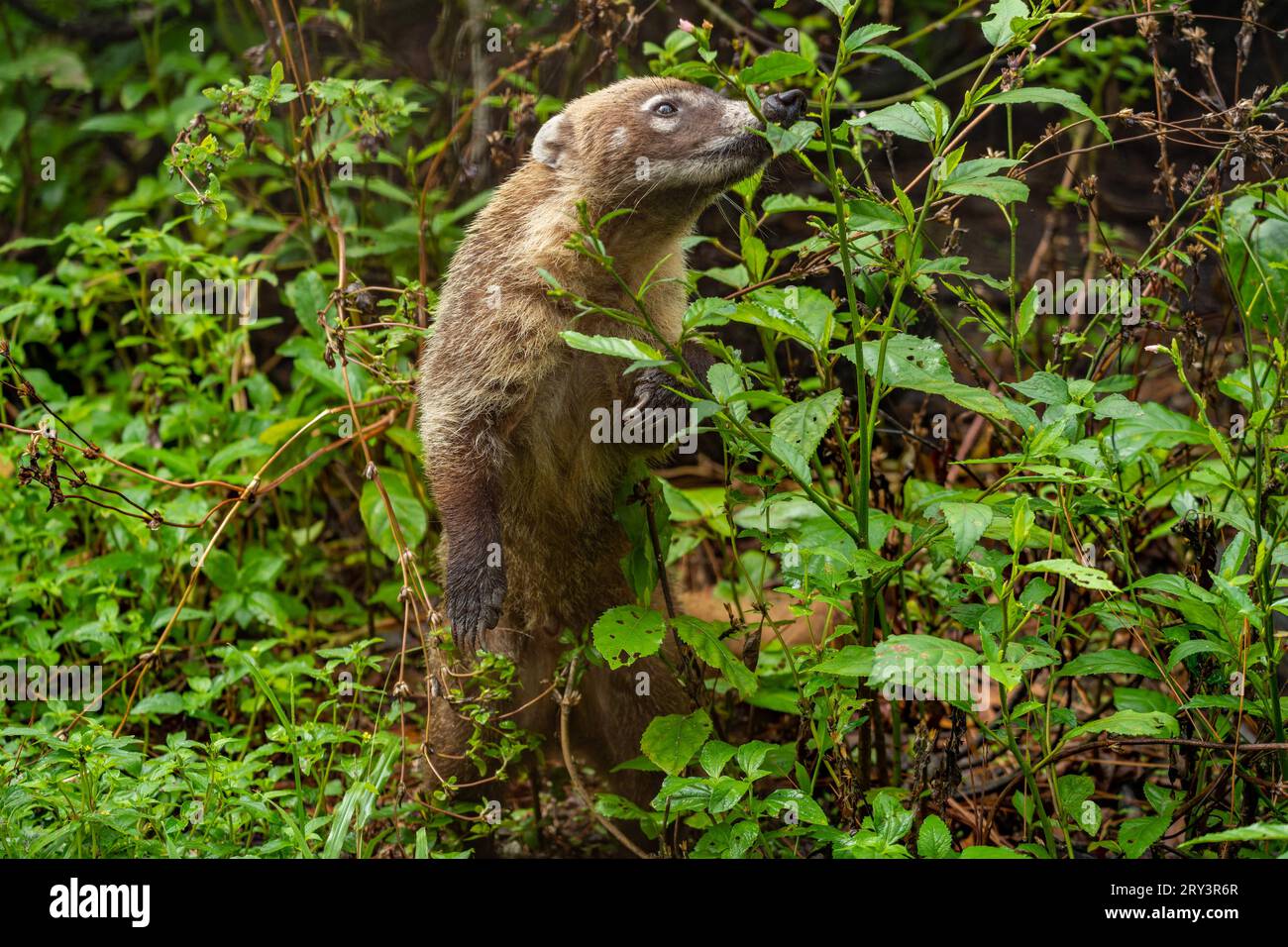 A White-nosed Coati, Nasua narica, in the Belize Zoo Stock Photo - Alamy