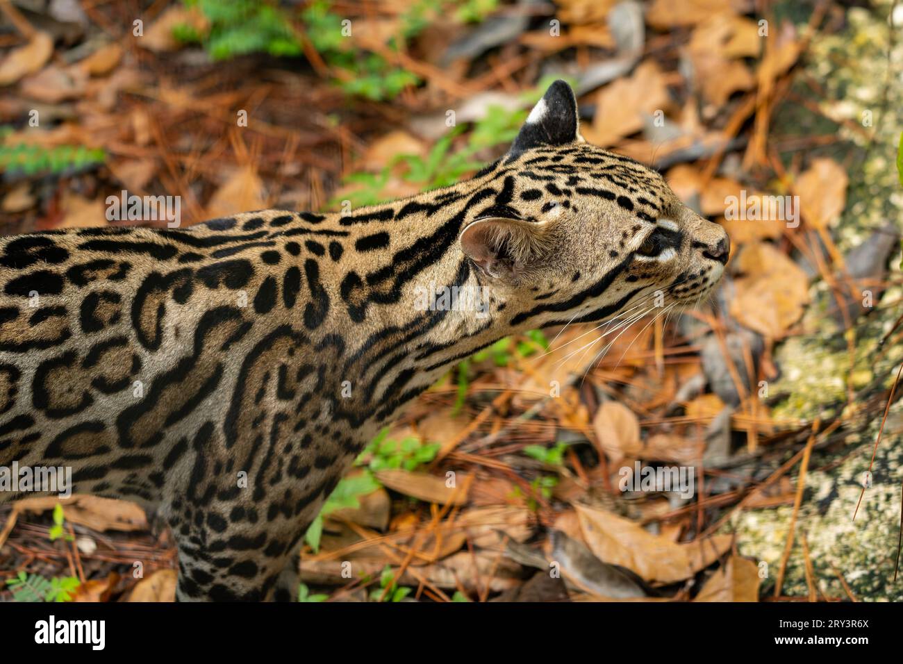 An Ocelot, Leopardus pardalis, in the Belize Zoo Stock Photo - Alamy