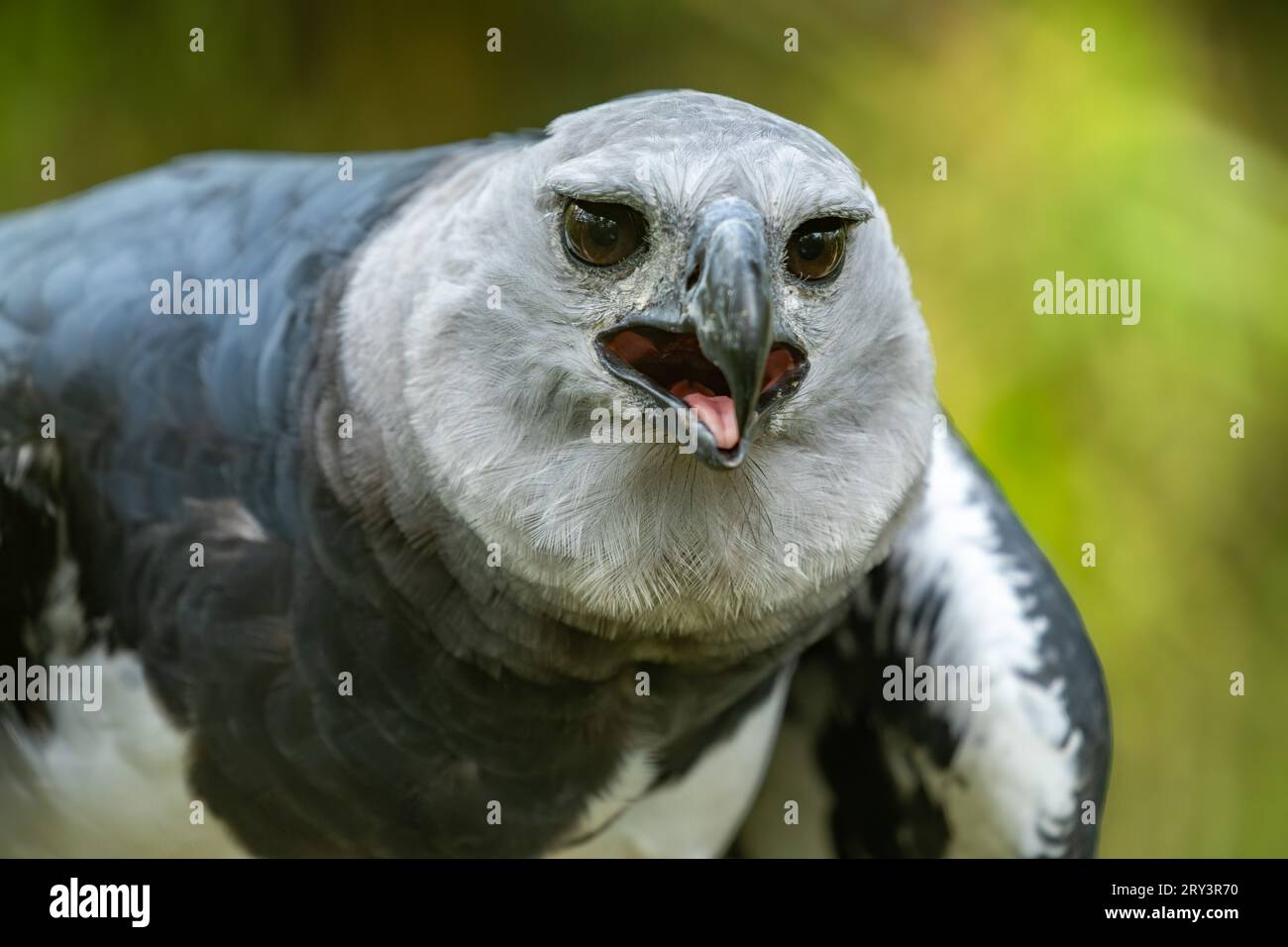 A Harpy Eagle, Harpia harpyja, in the Belize Zoo Stock Photo - Alamy