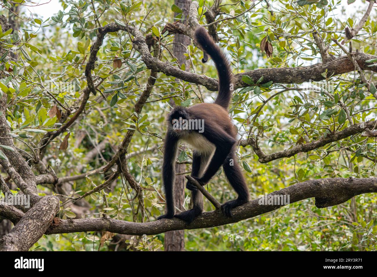 A Yucatan Spider Monkey or Mexican Spider Monkey, Ateles geoffroyi ...