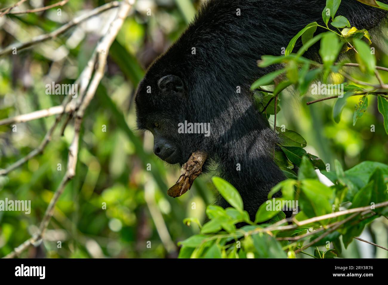 The endangered Yucatan Black Howler Monkey, Alouatta pigra, resting in ...