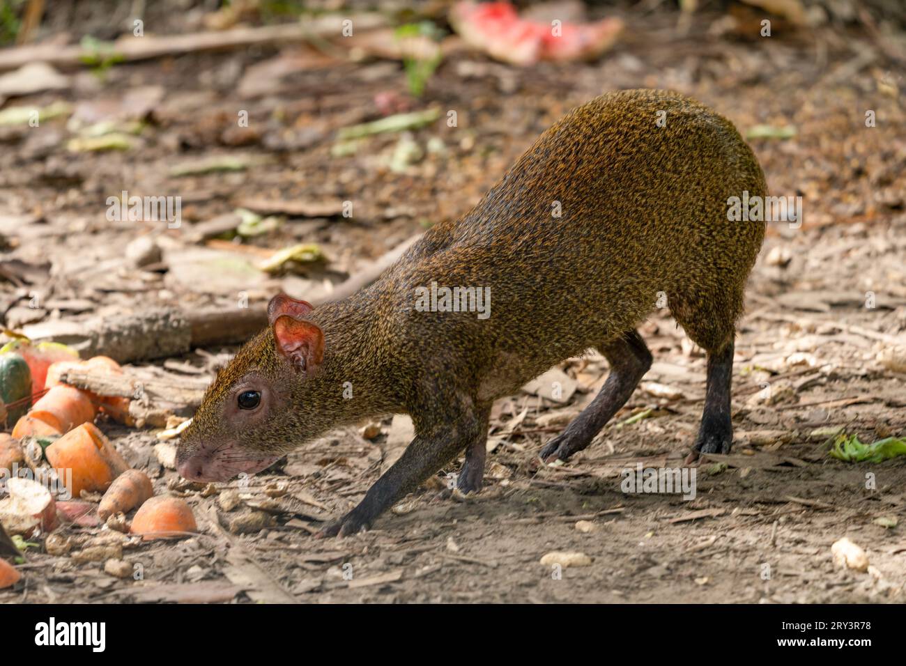 A wild Central American Agouti, Dasyprocta punctata, roaming the ...