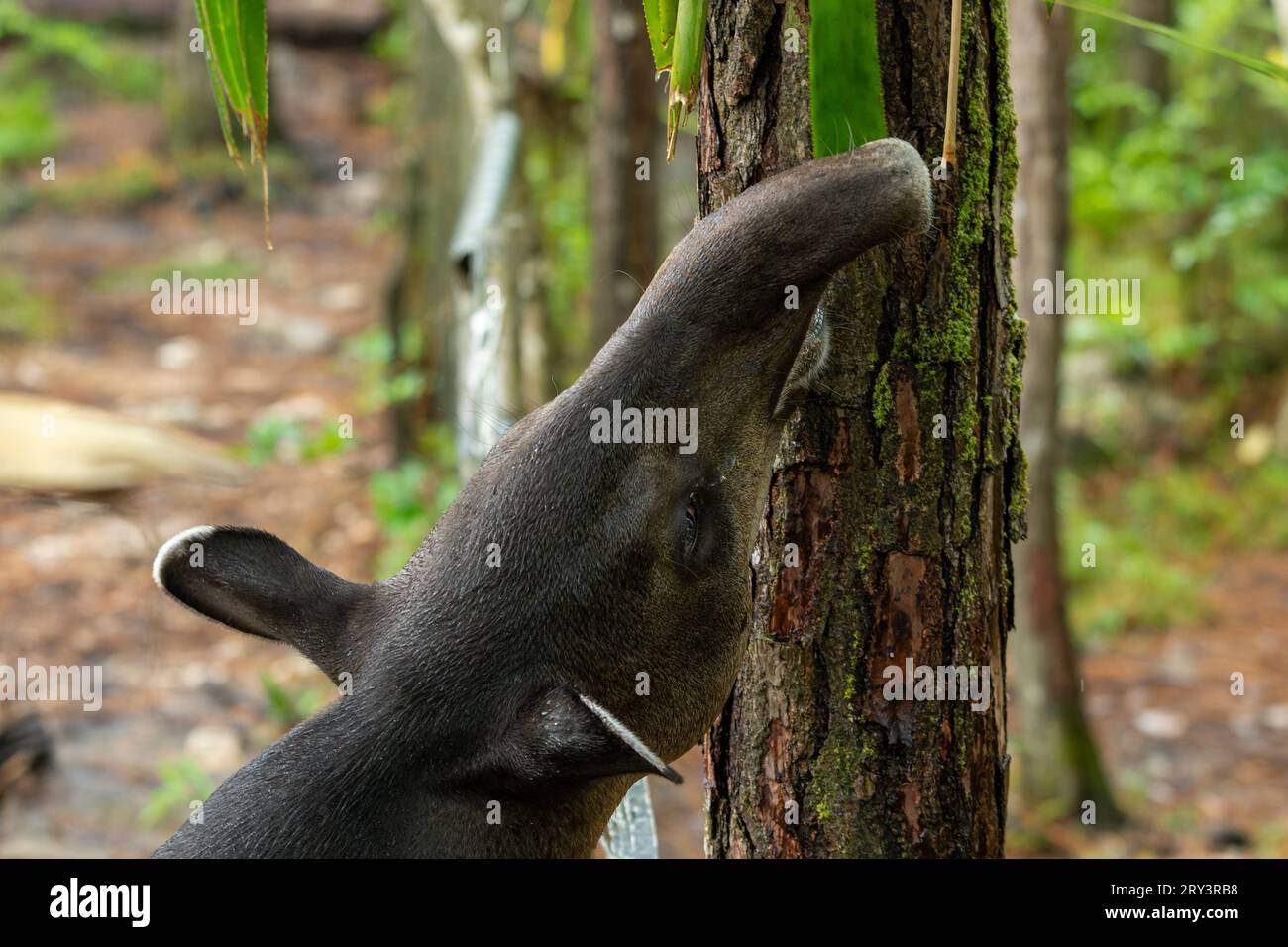 The endangered Baird's Tapir, Tapirus bairdii, trying to reach a palm ...