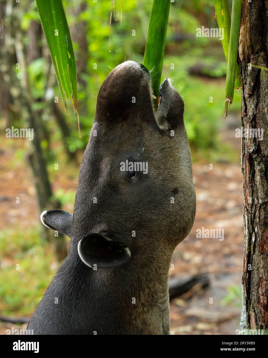 The endangered Baird's Tapir, Tapirus bairdii, trying to reach a palm ...