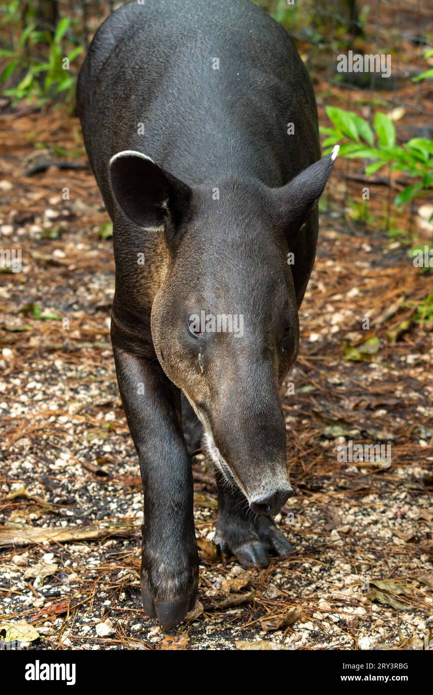 The endangered Baird's Tapir, Tapirus bairdii, in the Belize Zoo Stock ...