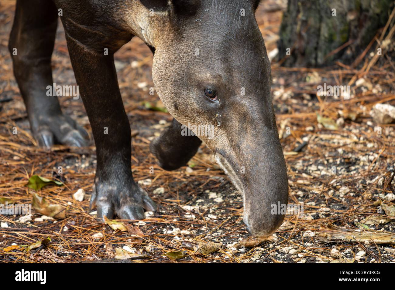 The endangered Baird's Tapir, Tapirus bairdii, in the Belize Zoo Stock ...