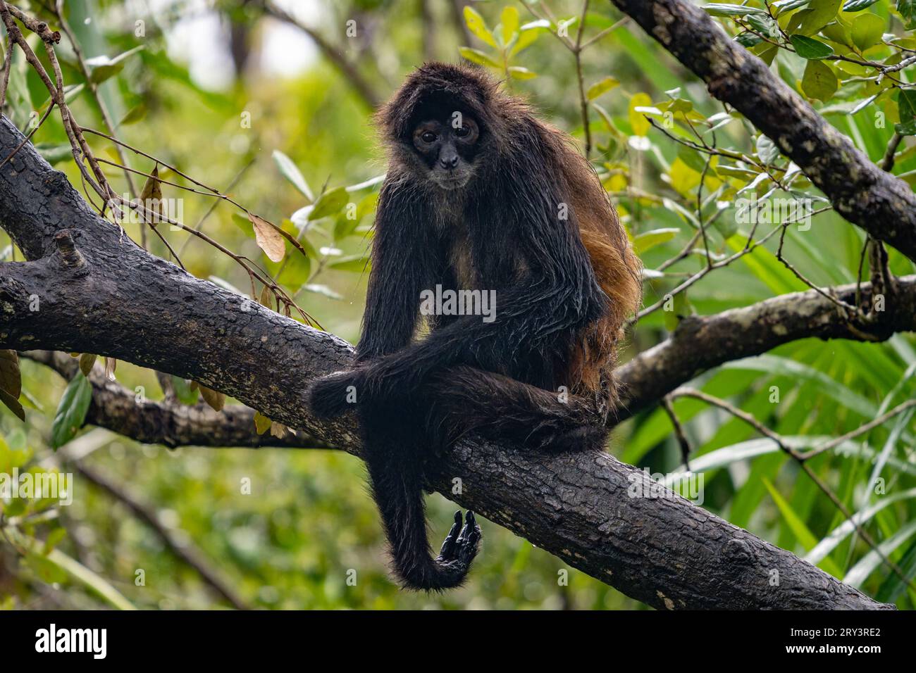 A rain-soaked Yucatan Spider Monkey or Mexican Spider Monkey, Ateles ...