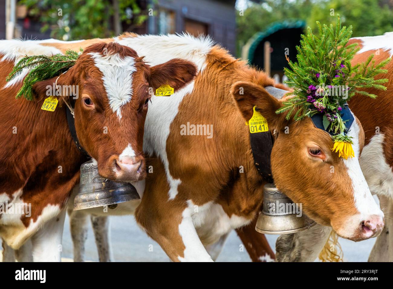 Autumnal ceremonial cattle drive from mountain pastures into the valley ...