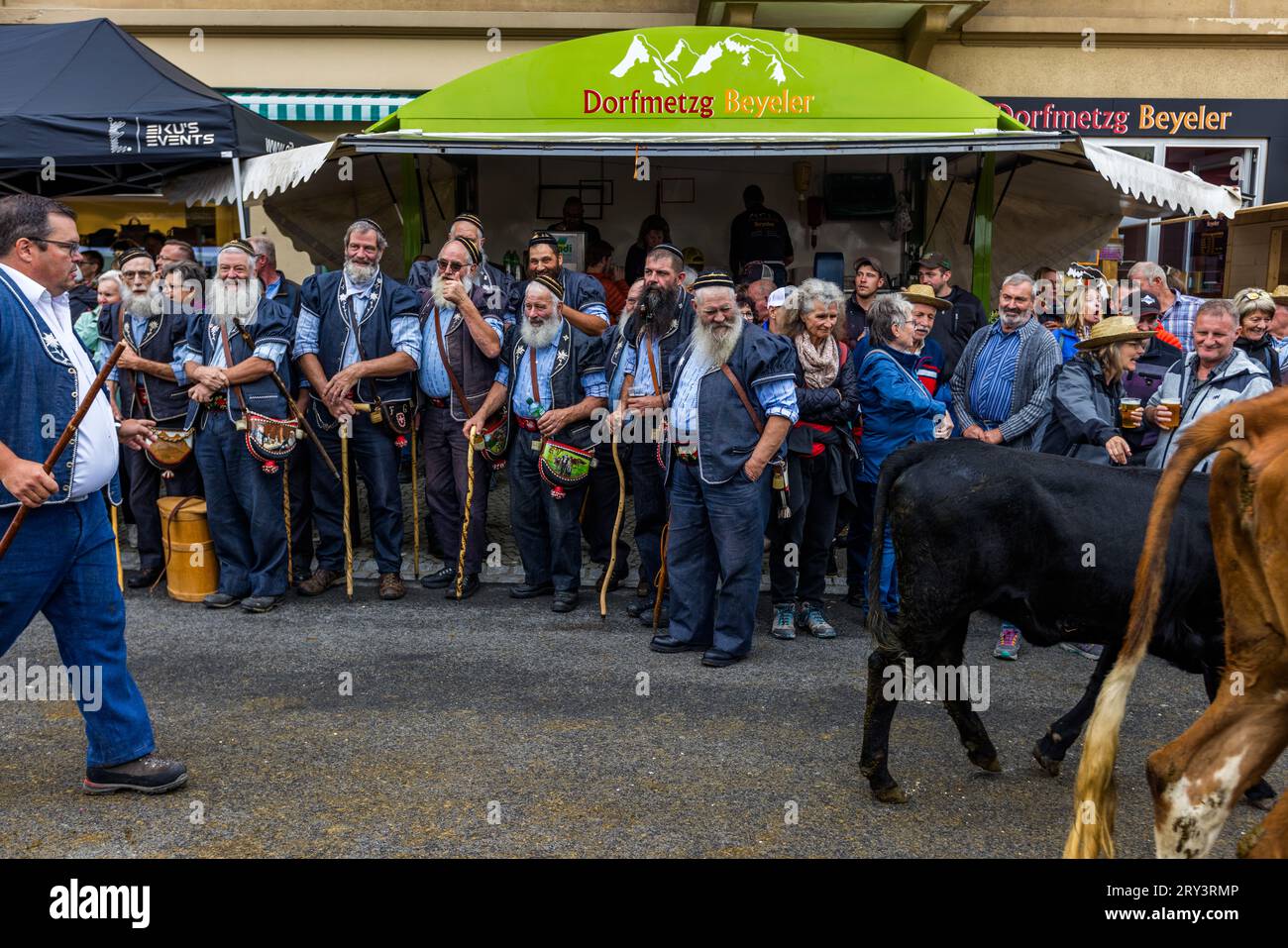 Autumnal ceremonial cattle drive from mountain pastures into the valley ...