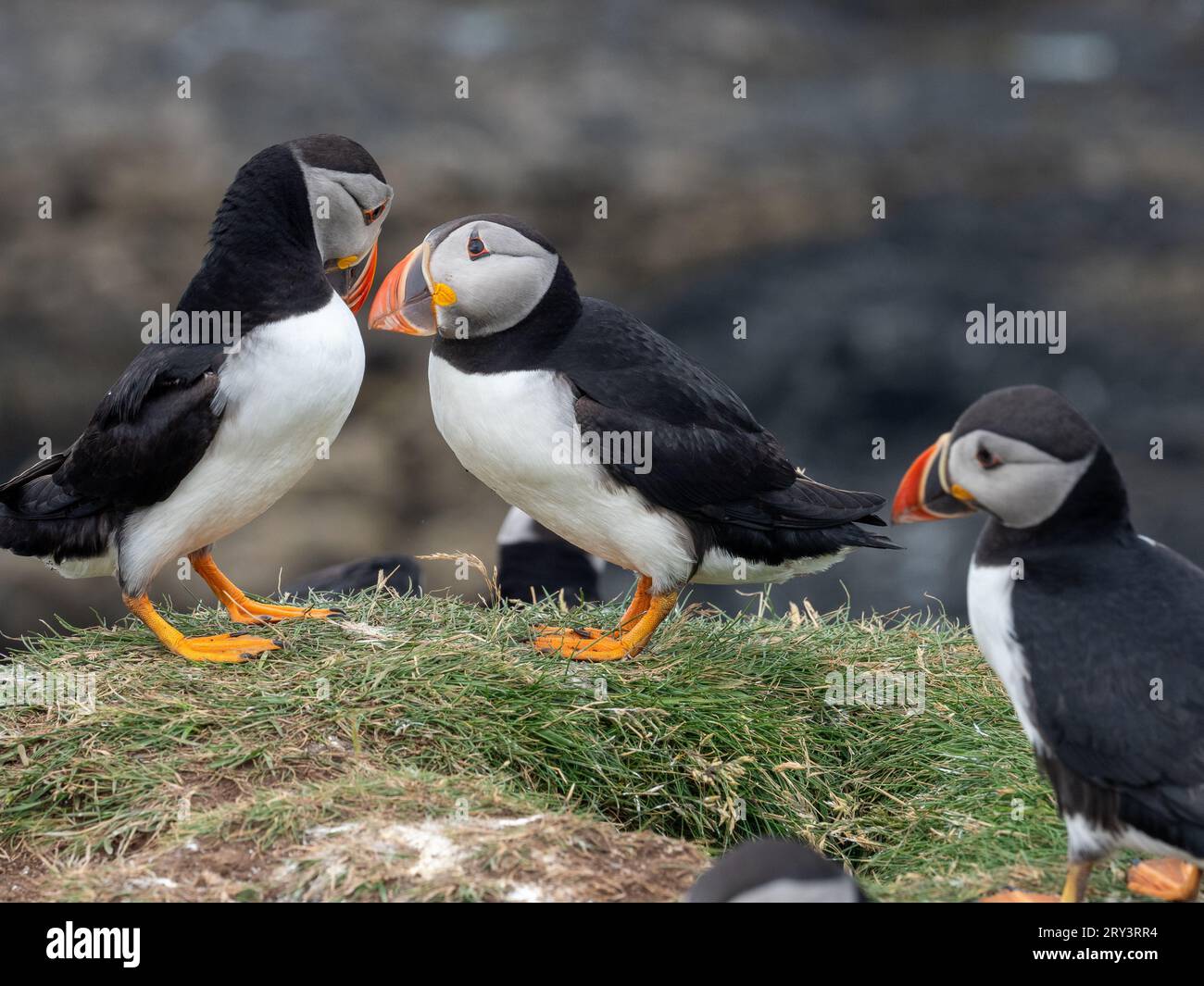 Puffins on the Isle of Lunga, Scotland Stock Photo - Alamy