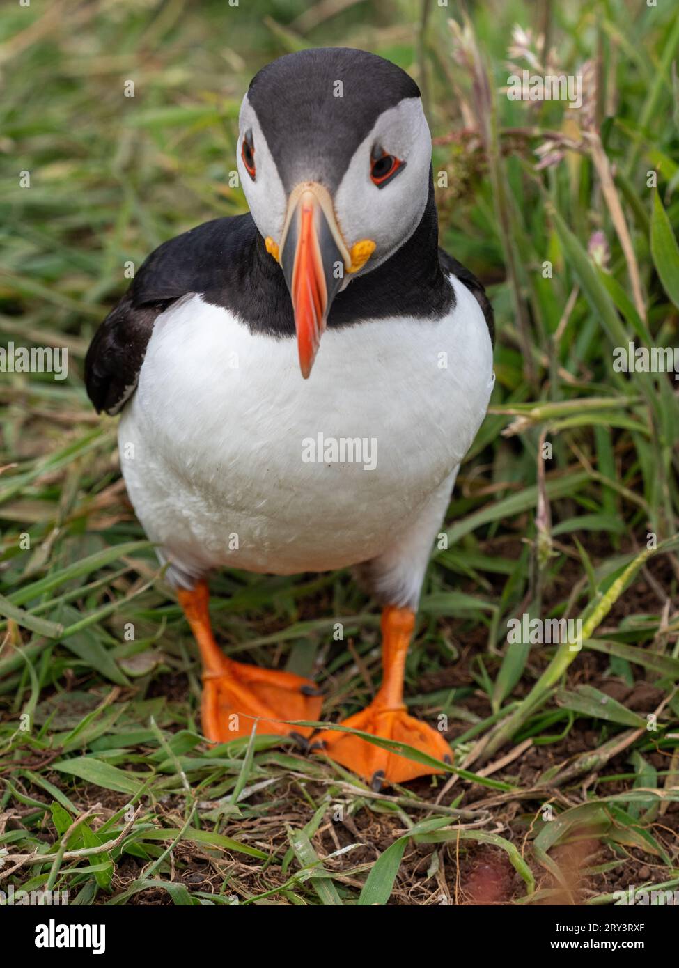 Puffin standing on green hi-res stock photography and images - Alamy