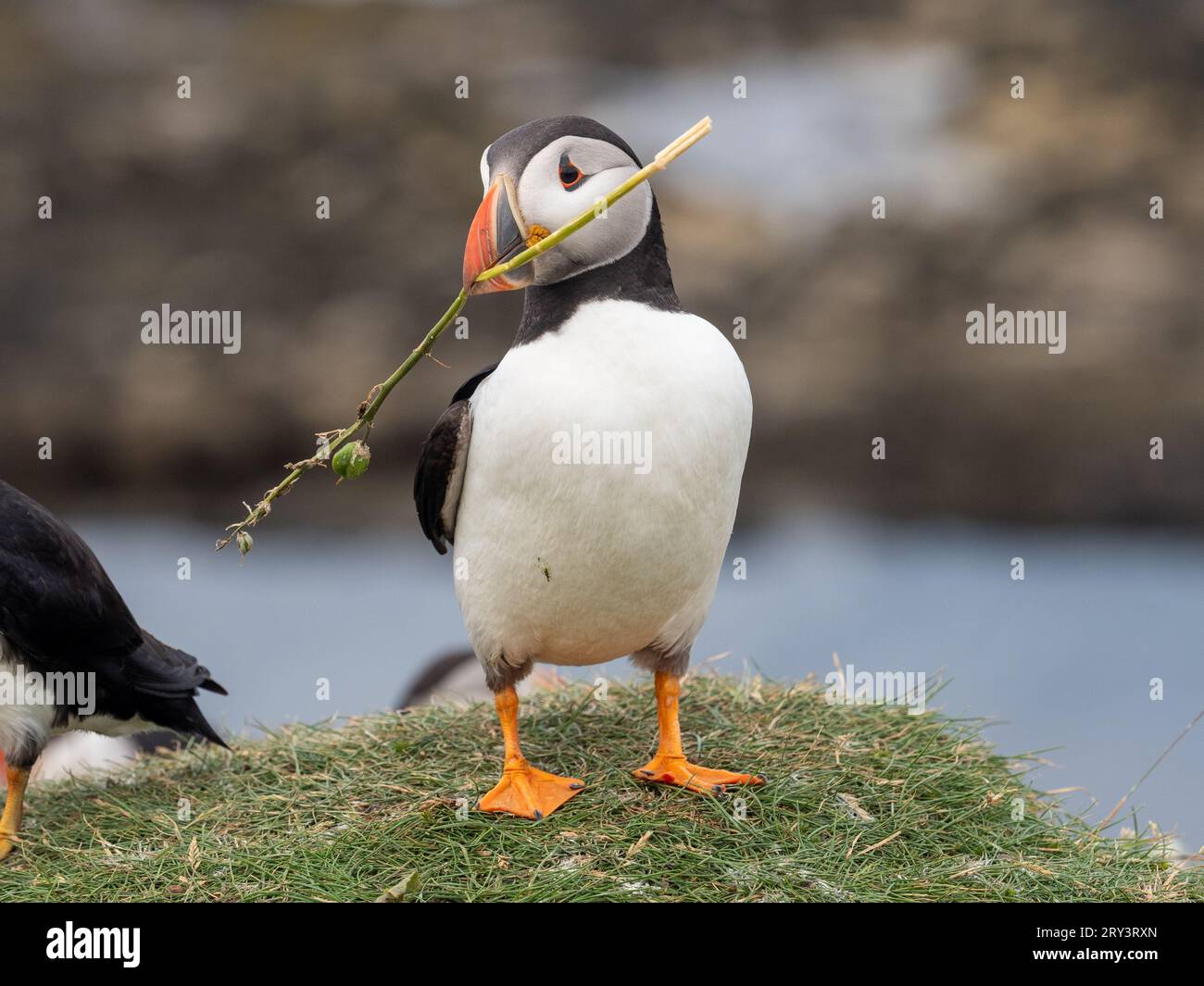 Puffins on the Isle of Lunga, Scotland Stock Photo - Alamy