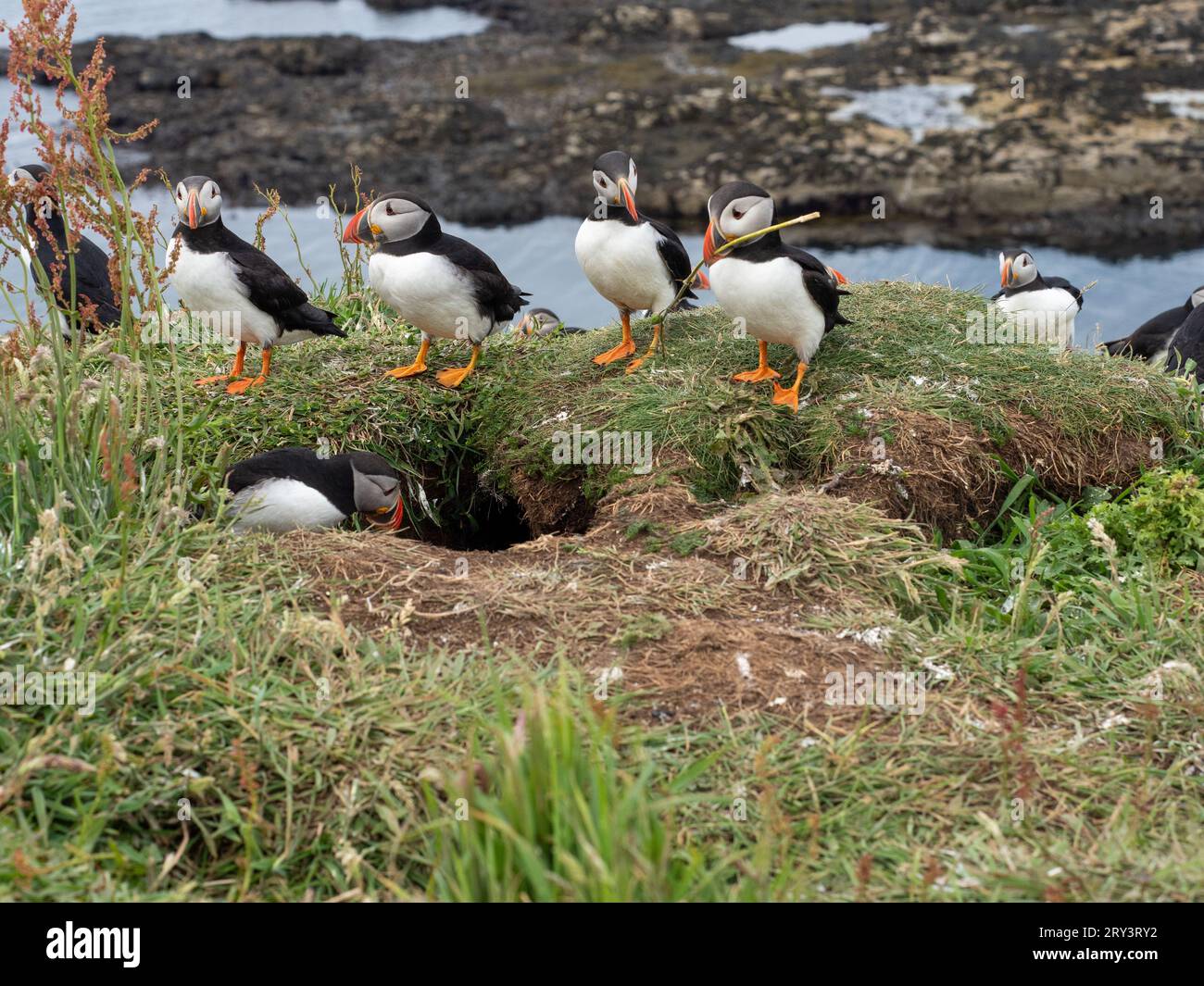 In lunga lunga hi-res stock photography and images - Alamy