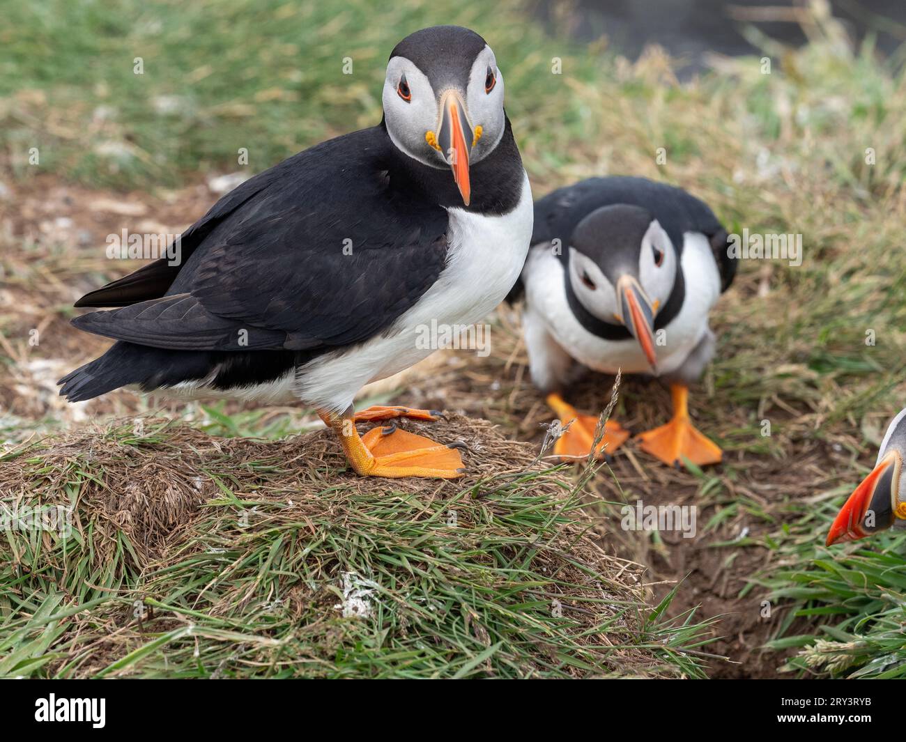 Puffins on the Isle of Lunga, Scotland Stock Photo - Alamy