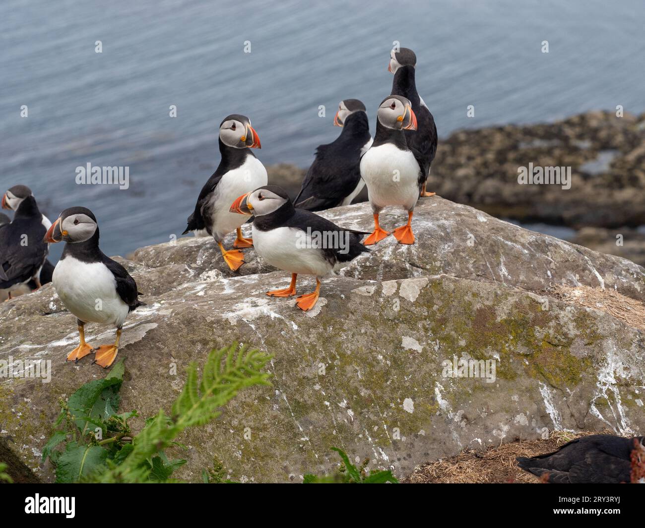 Puffins on the Isle of Lunga, Scotland Stock Photo - Alamy