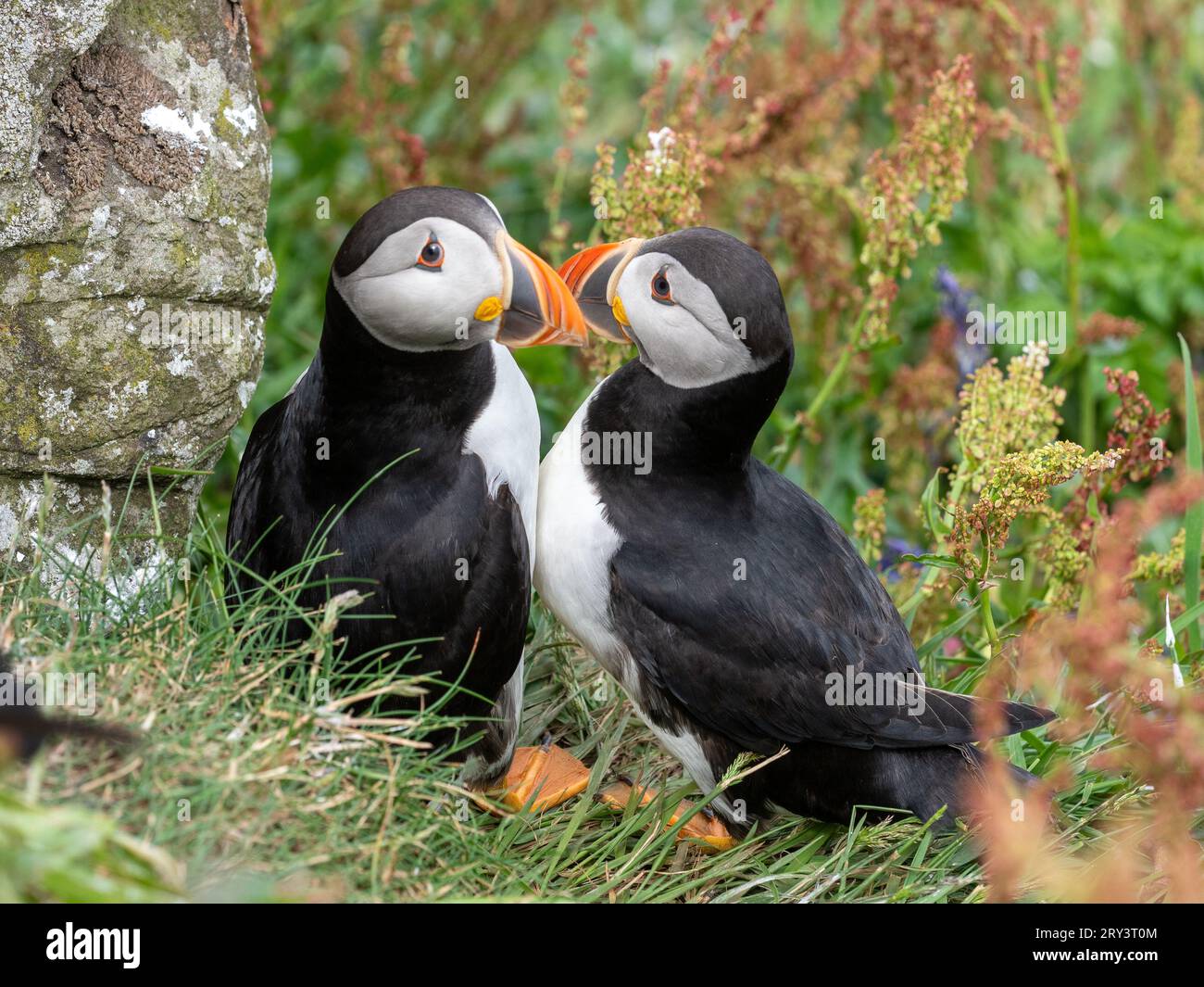 Puffins on the Isle of Lunga, Scotland Stock Photo - Alamy