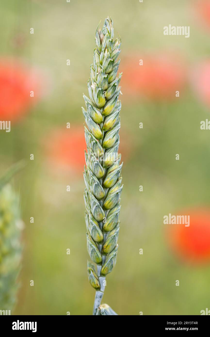 Emmer wheat hi-res stock photography and images - Alamy