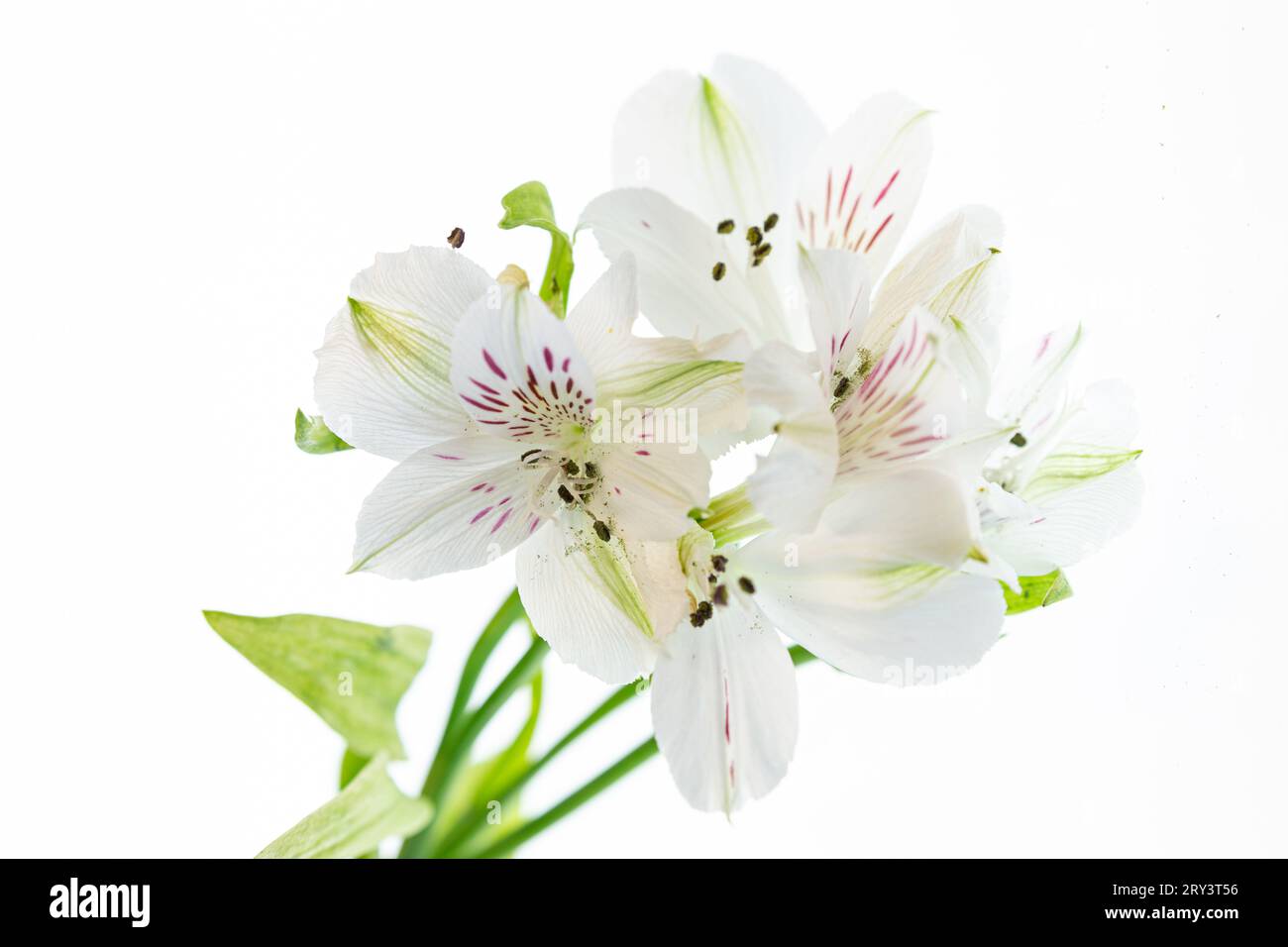 Inca lily hi-res stock photography and images - Alamy