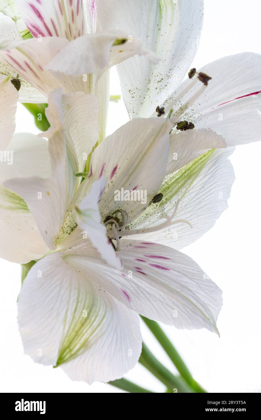 Inca lily hi-res stock photography and images - Alamy
