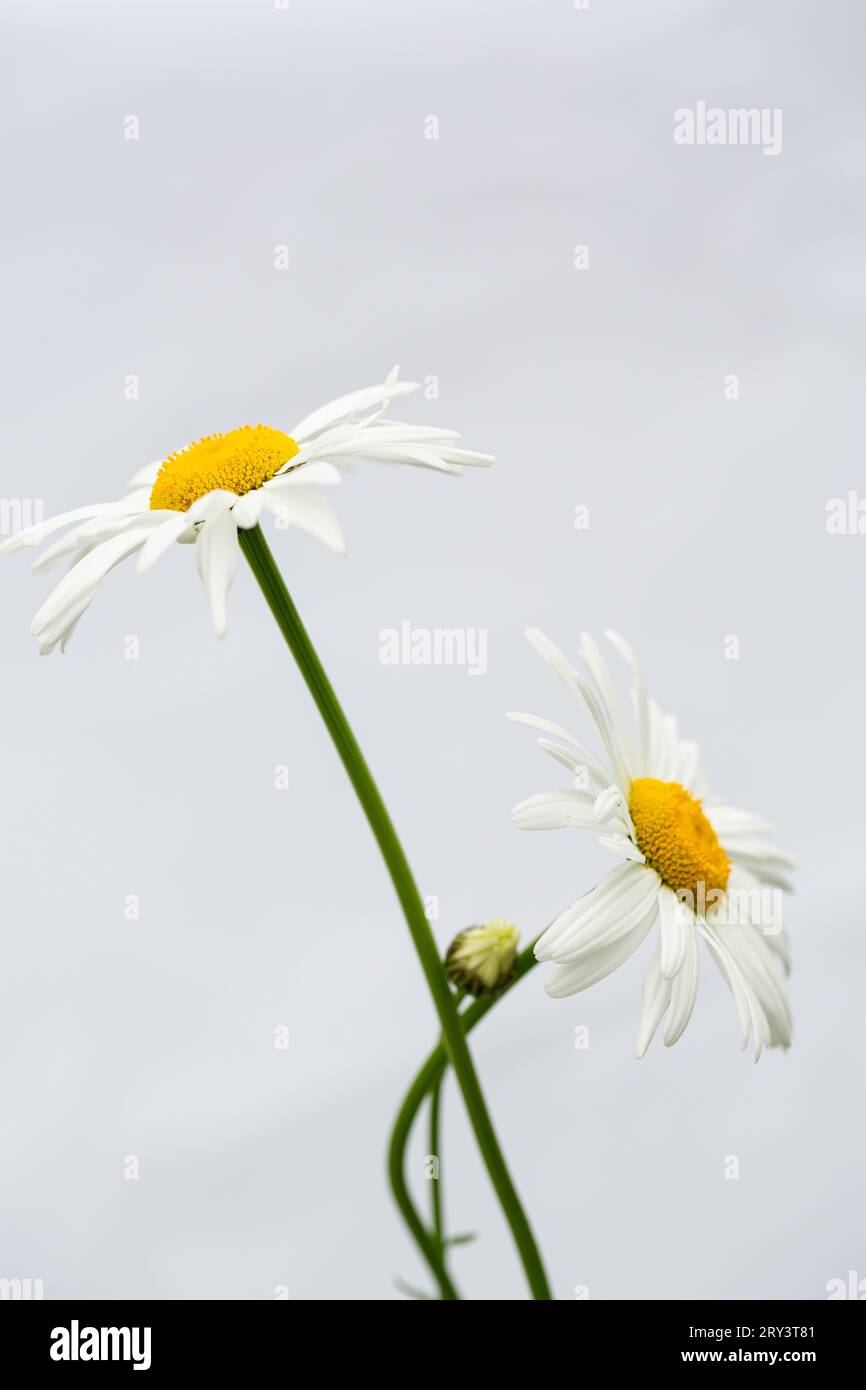 The stems of two daisies cross each other in opposite directions. One ...