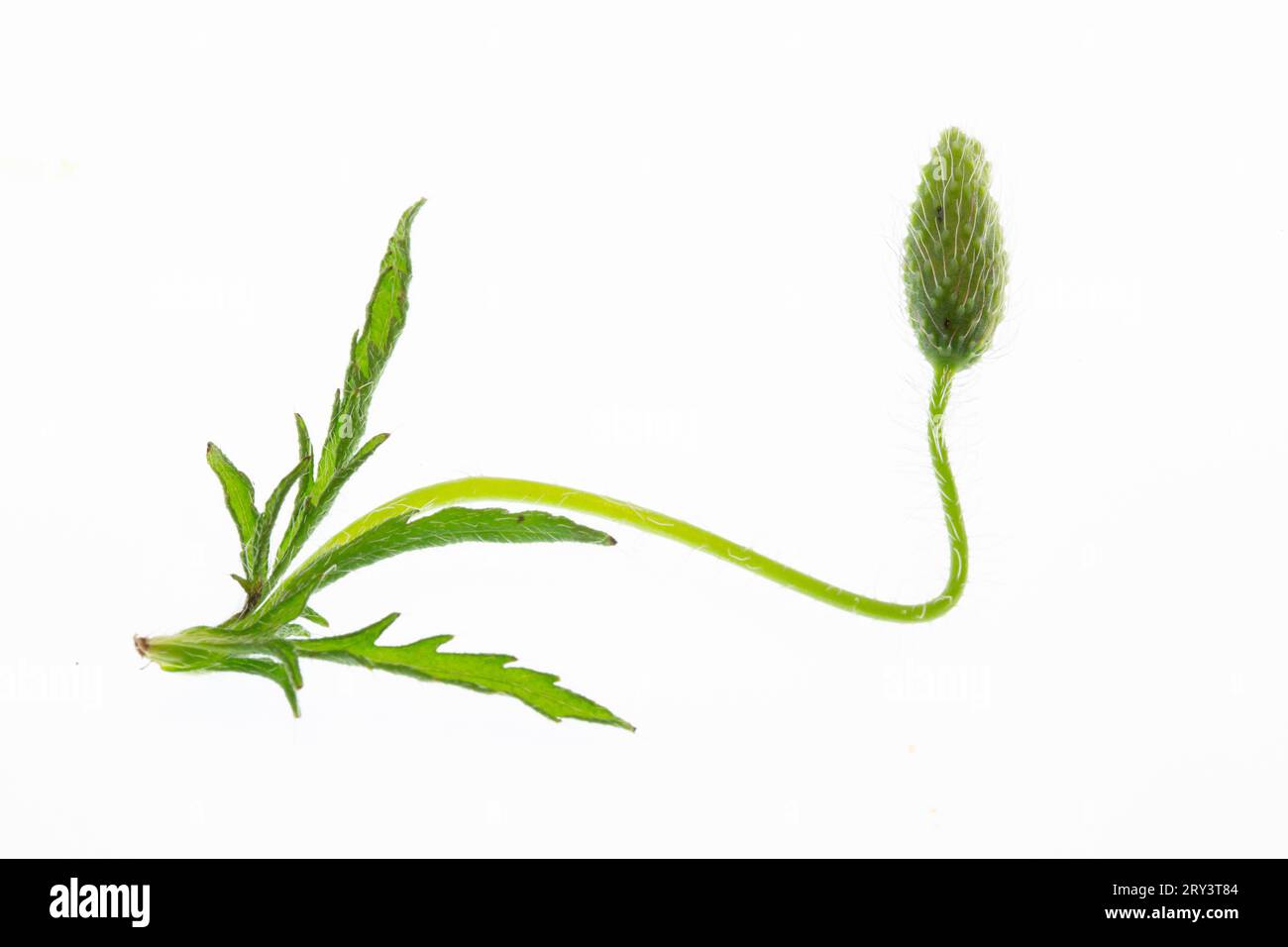 The bud of a corn poppy flower winds elegantly upwards Stock Photo - Alamy