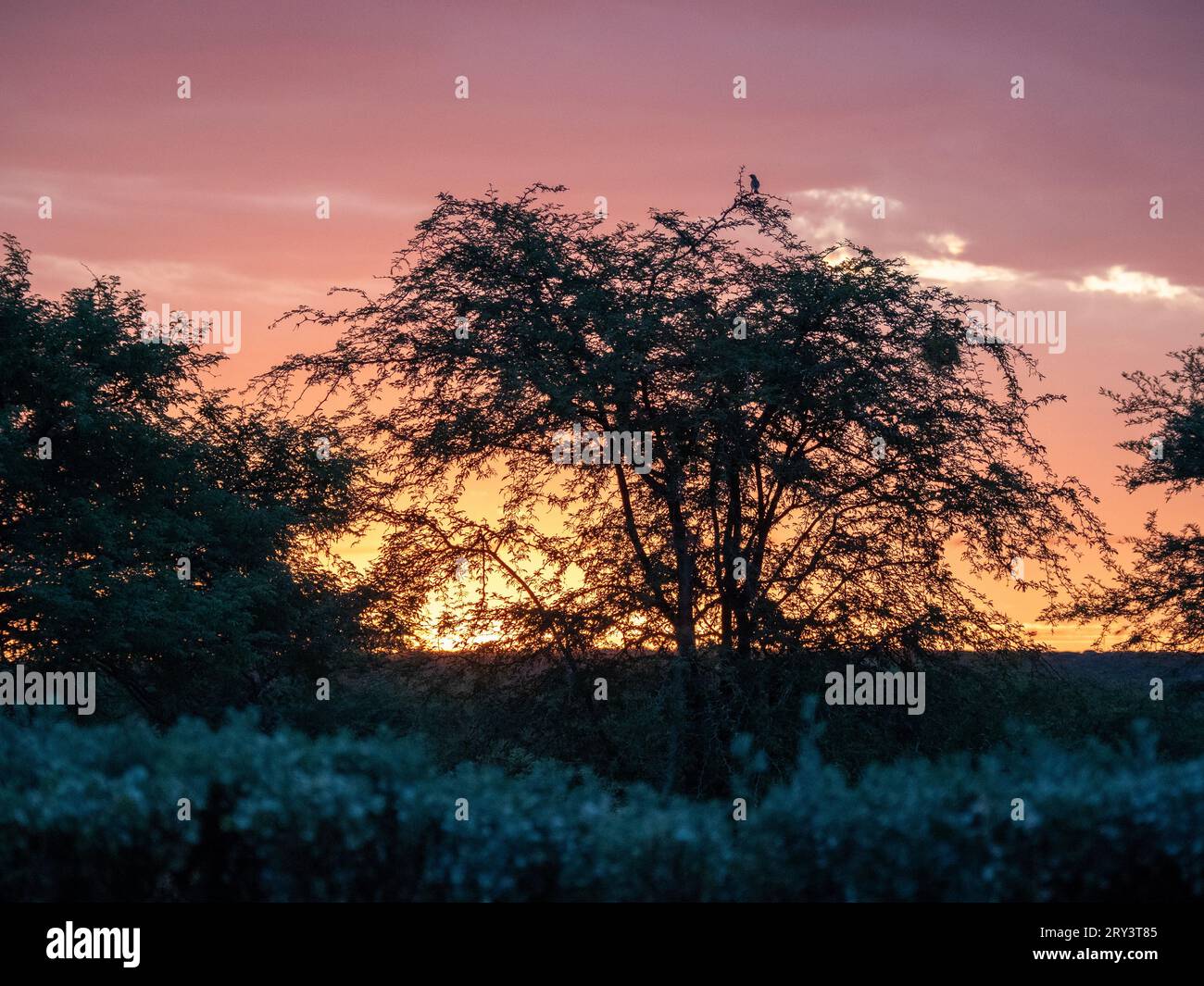 A colorful sunset with tree silhouette near Windhoek in Namibia Stock ...