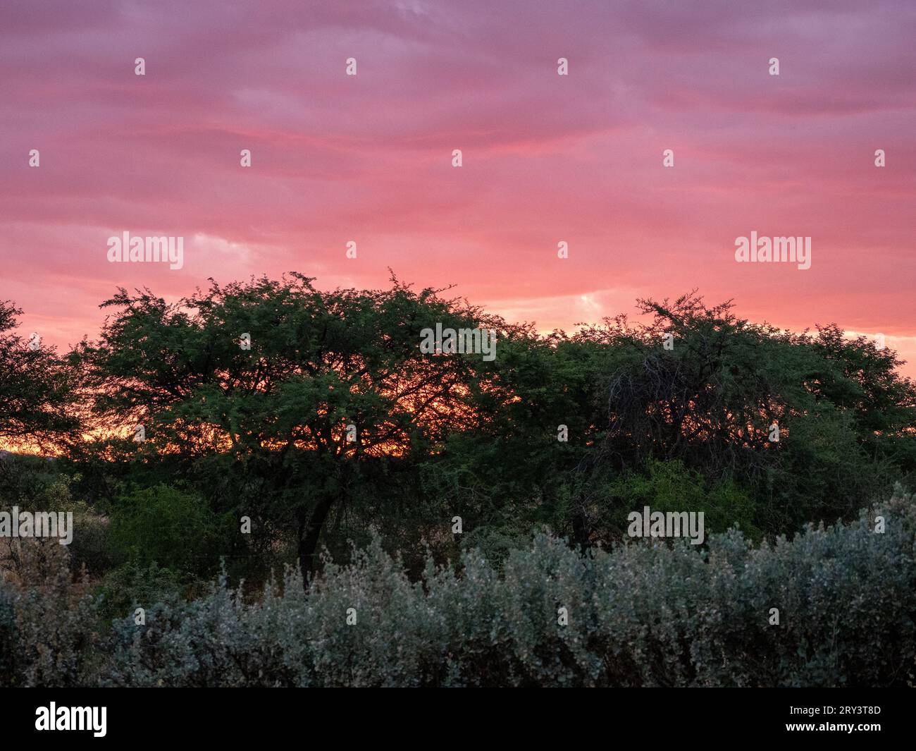 A colorful sunset with tree silhouette near Windhoek in Namibia Stock ...