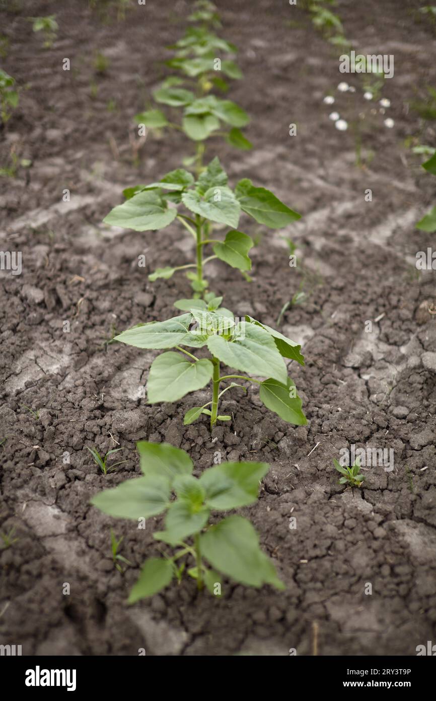 Sunflowers sprout through the dry ground Stock Photo - Alamy