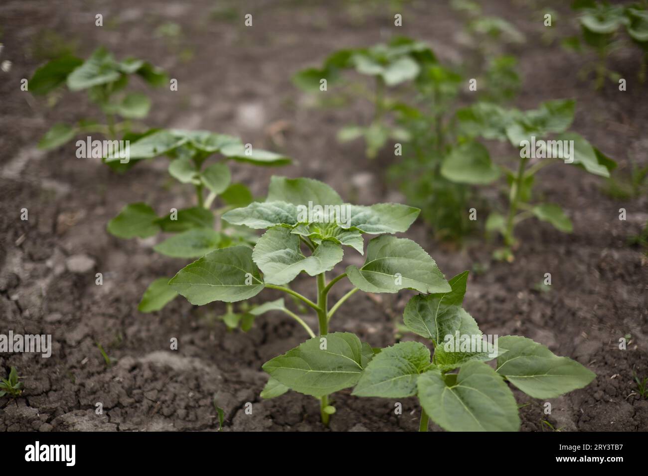 Sunflowers sprout through the dry ground Stock Photo - Alamy