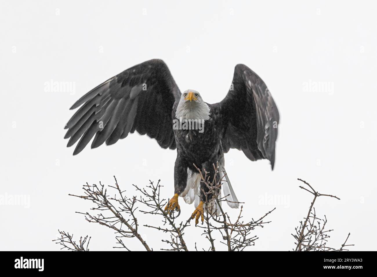Bald Eagle Takeoff 1600x900 A Bald Eagle Taking Off Stock Photo