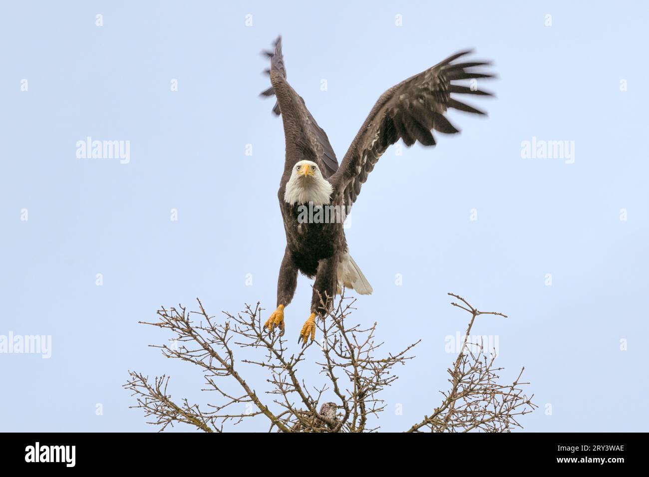 Bald Eagle taking off Stock Photo - Alamy