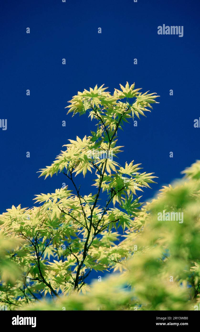 Smooth japanese maple (Acer palmatum) in spring, Fan maple Stock Photo ...