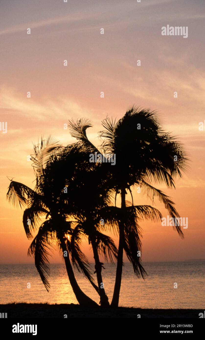Florida landscape trees hi-res stock photography and images - Alamy