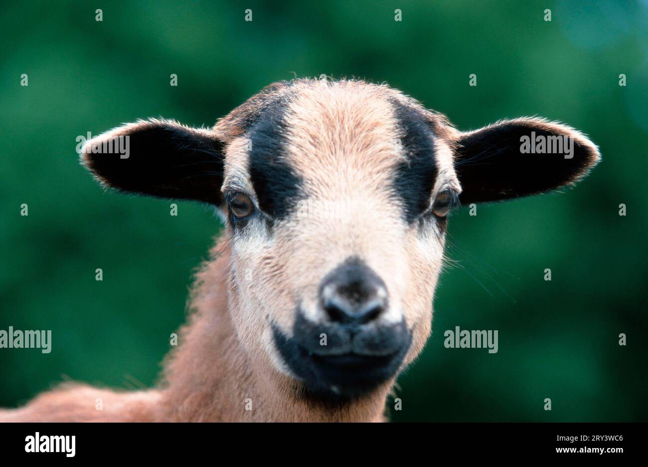 Single animal hi-res stock photography and images - Alamy