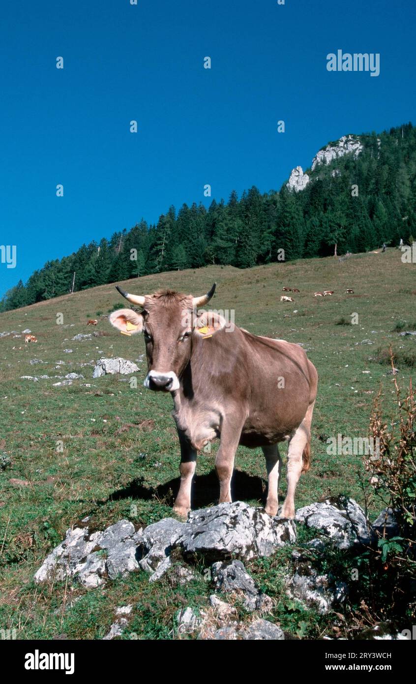 Domestic cattle, Alps, Berchtesgaden, Bavaria, Germany, cow, cows Stock ...